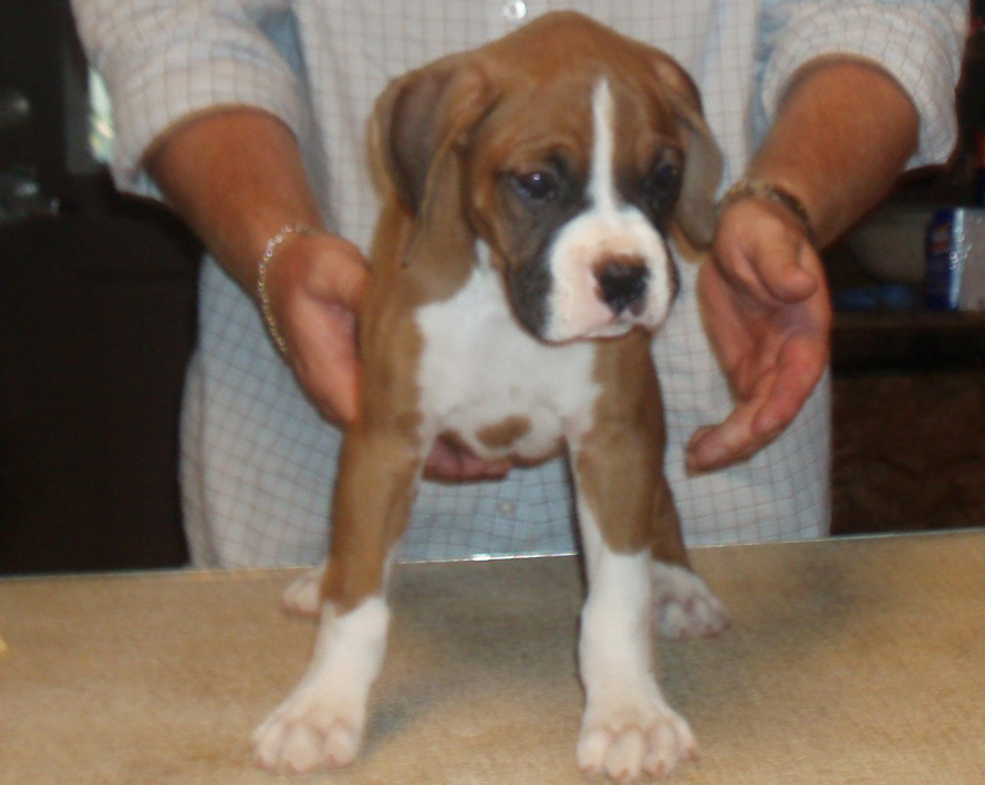 Cora – Bluecollar Boxers