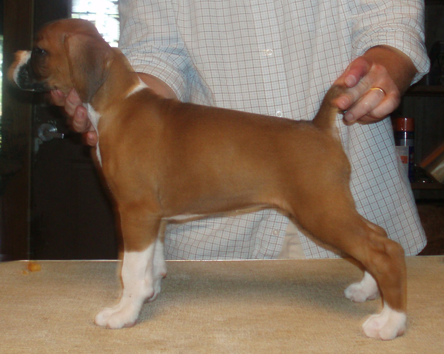 Cora – Bluecollar Boxers