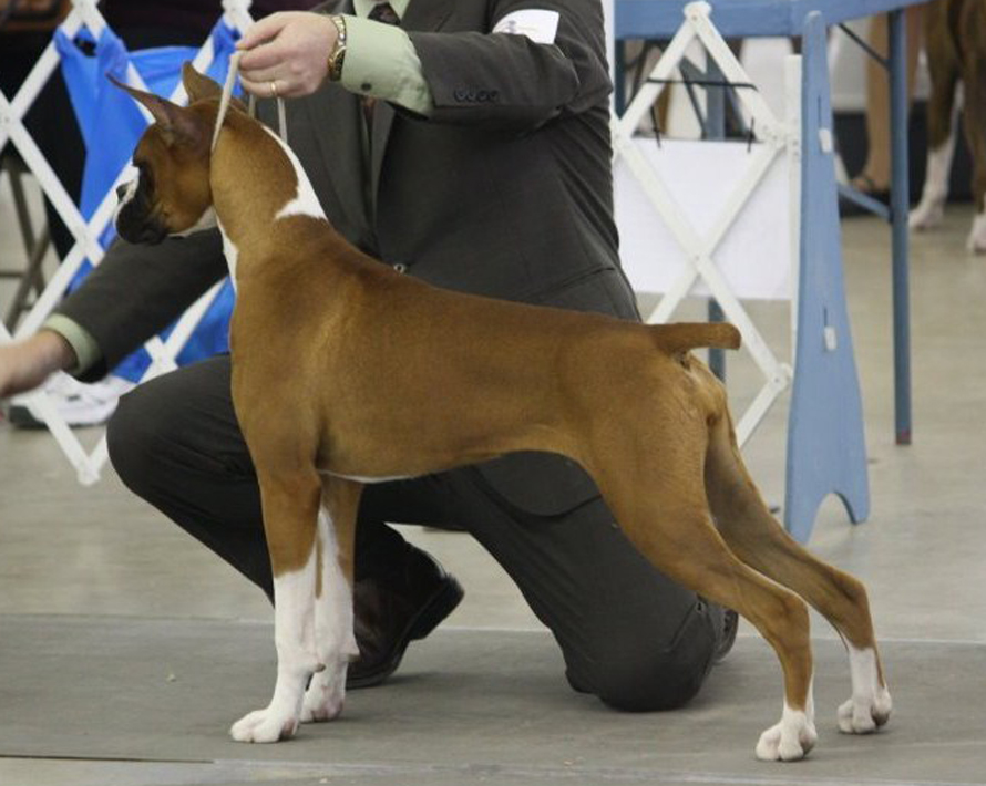 Cora – Bluecollar Boxers