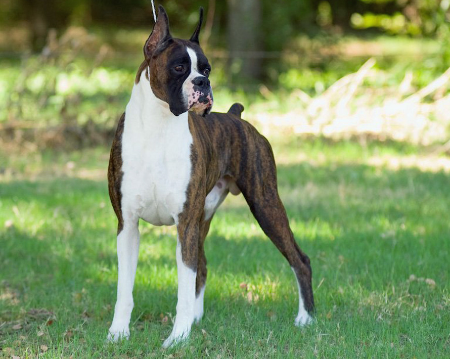 Roller – Bluecollar Boxers