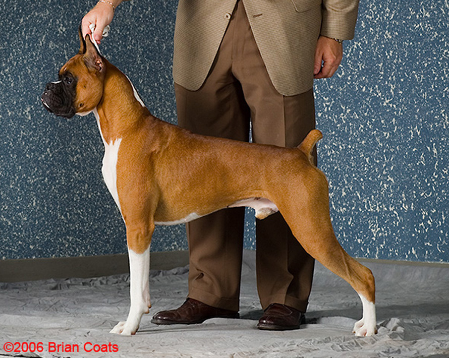 Capone – Bluecollar Boxers