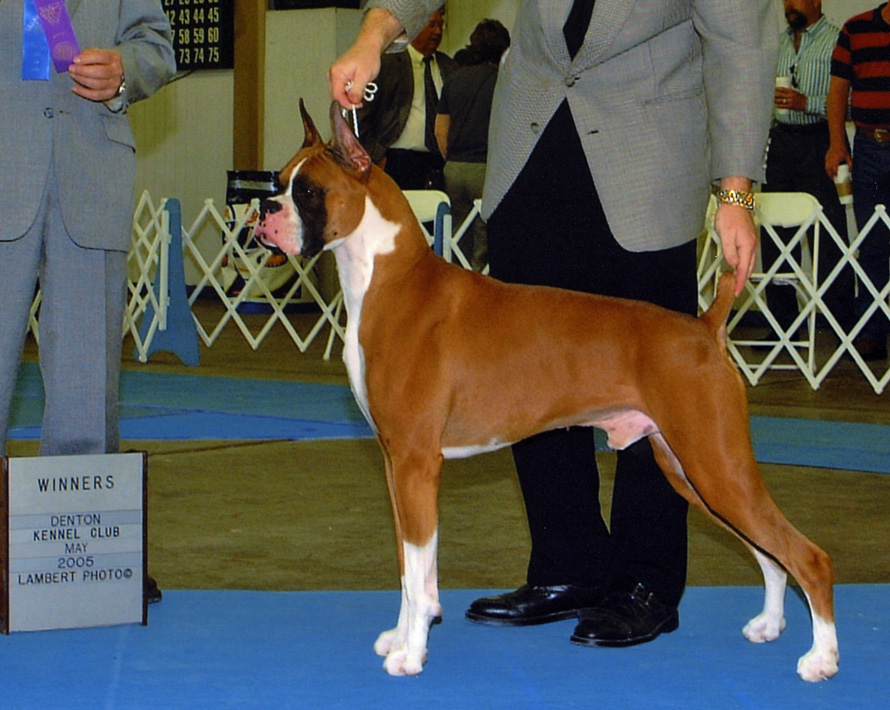 Hans – Bluecollar Boxers