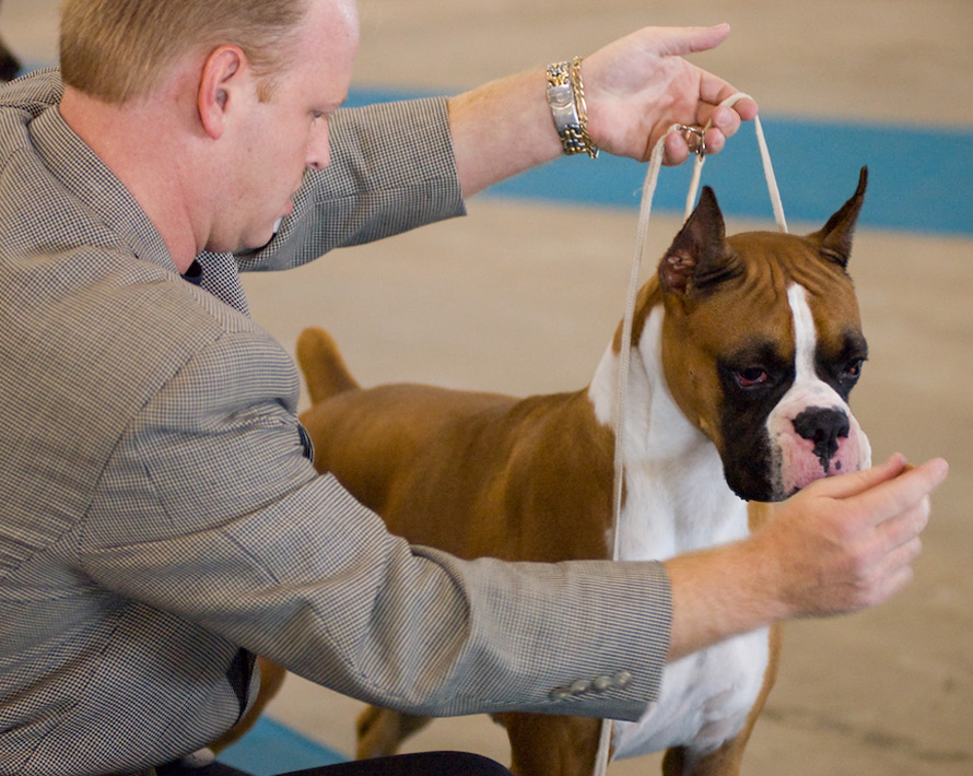 Hans – Bluecollar Boxers