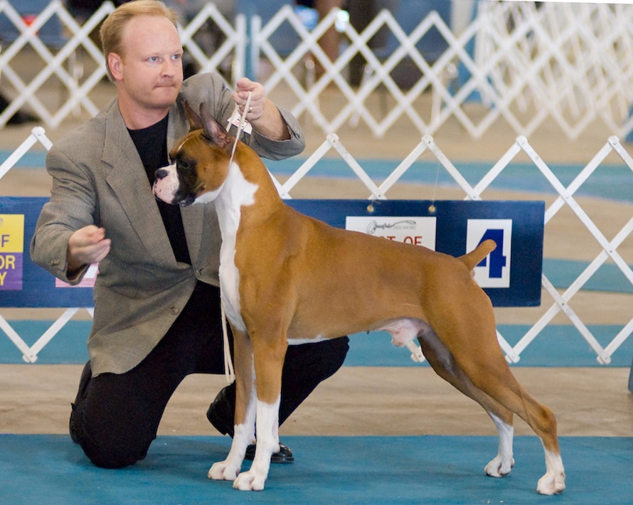 Hans – Bluecollar Boxers