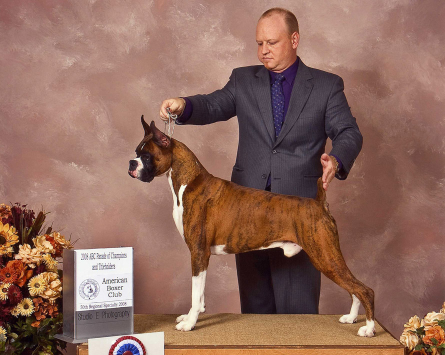 Dylan – Bluecollar Boxers