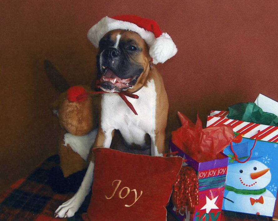 Capone – Bluecollar Boxers