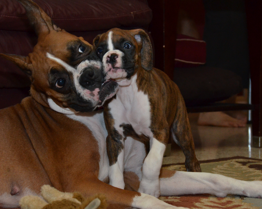 Fancy – Bluecollar Boxers