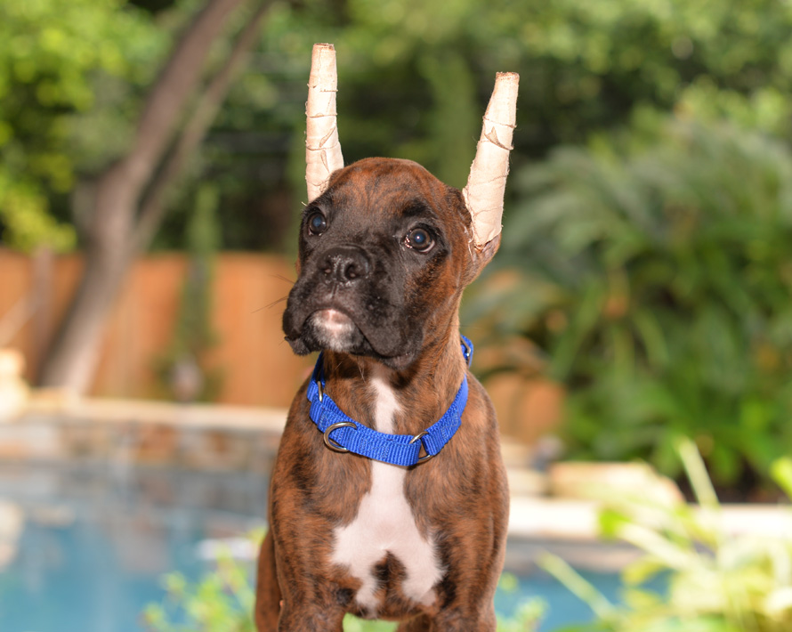 Duke – Bluecollar Boxers