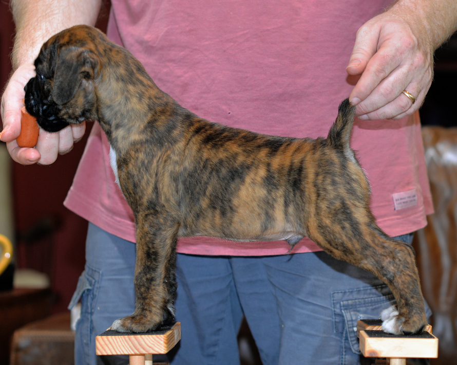 Duke – Bluecollar Boxers