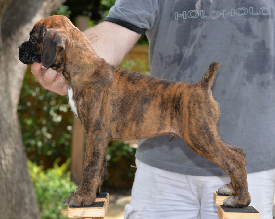 Duke – Bluecollar Boxers