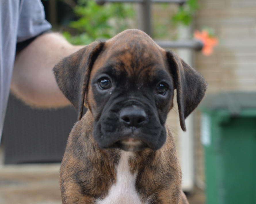 Duke – Bluecollar Boxers