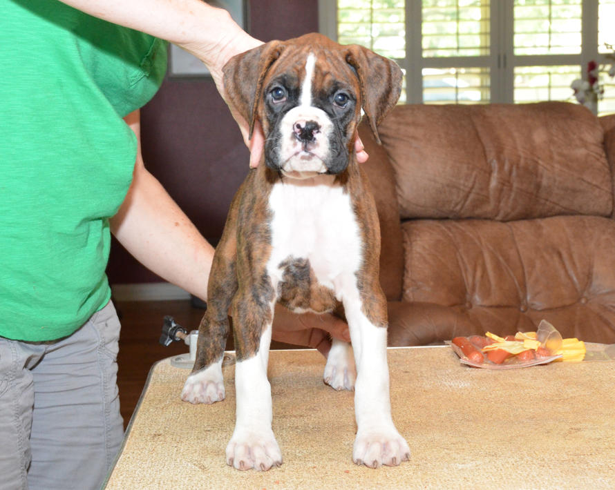 Fancy – Bluecollar Boxers